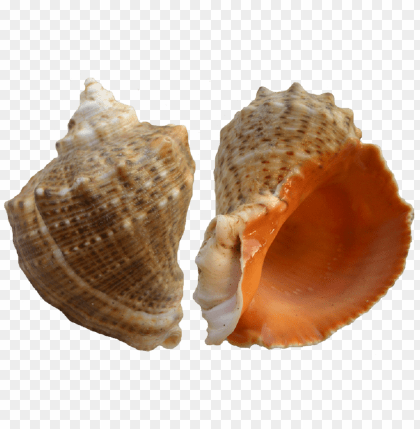 Free download | HD PNG rapana shell png clipart png photo - 56369 | TOPpng