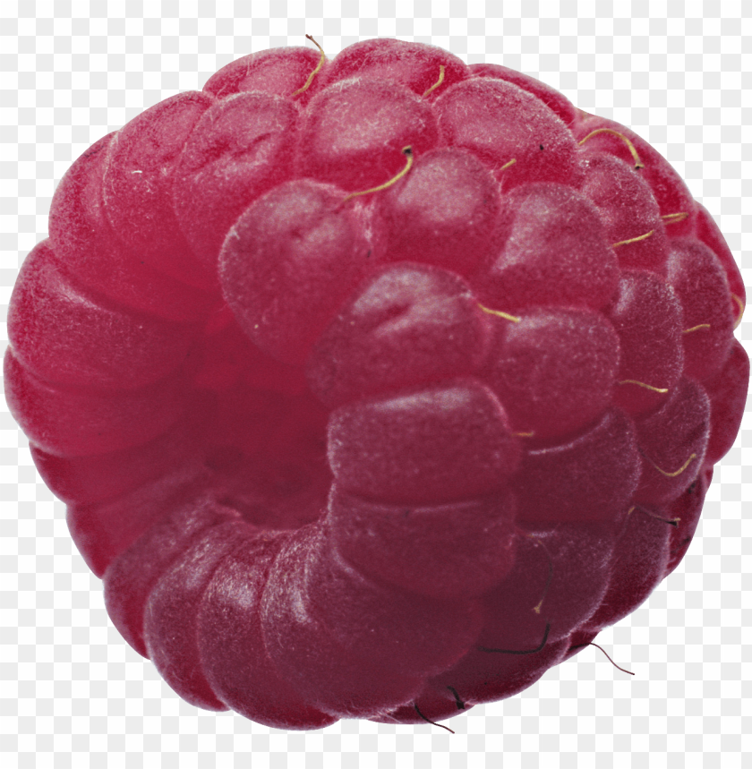 Free download | HD PNG single raspberry png PNG images with transparent ...