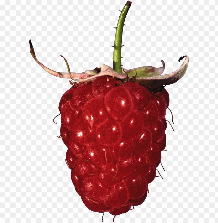 Free download | HD PNG raspberry PNG images with transparent ...