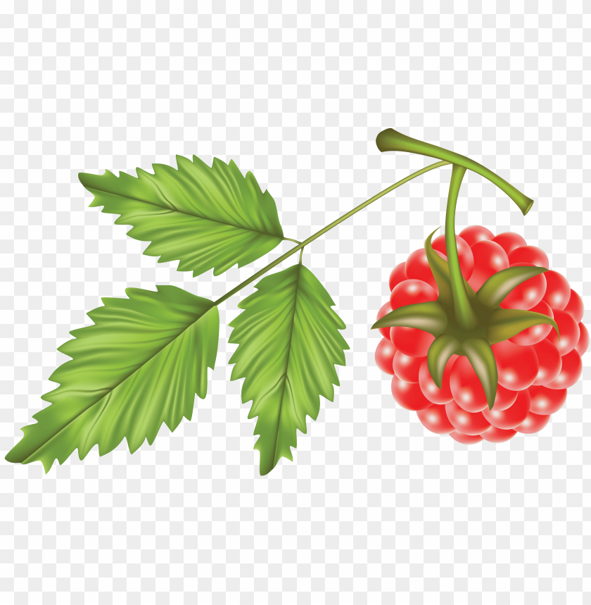 Free download | HD PNG pair of raspberries on vine png clipart png ...