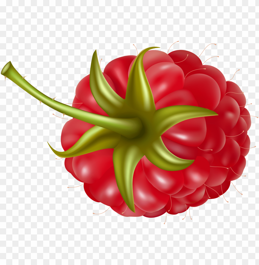 Free download | HD PNG fresh raspberry with green stem png clipart png ...