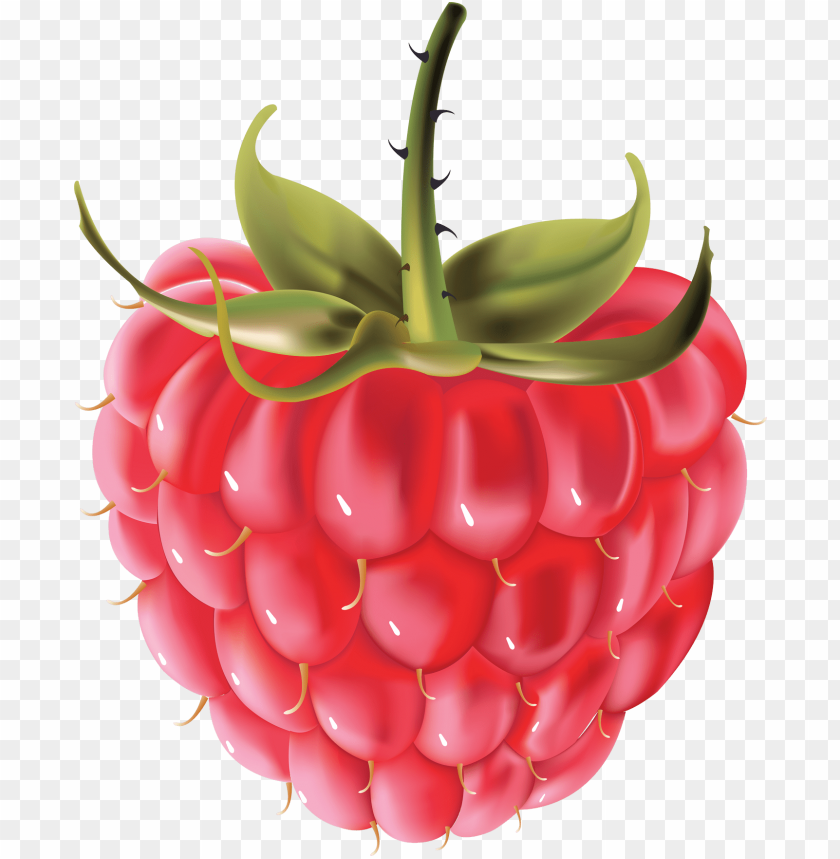 Free download | HD PNG raspberry clipart png photo - 28134 | TOPpng