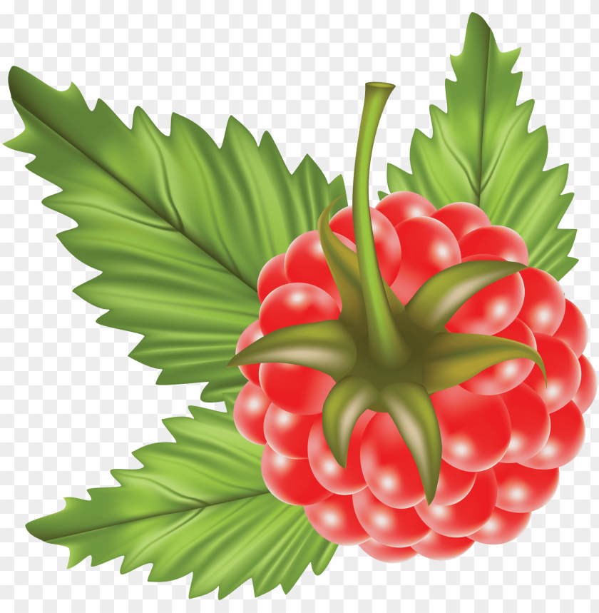 Free download | HD PNG raspberry vine with green leaves illustration ...