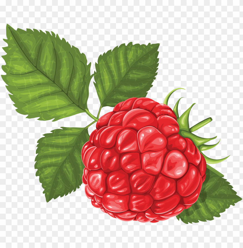 Free download | HD PNG single raspberry with leaves illustration ...