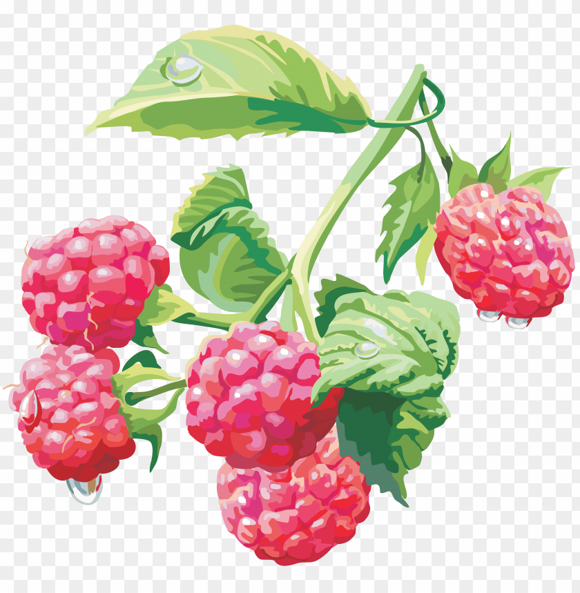 Free download | HD PNG raspberry clipart png photo - 28140 | TOPpng