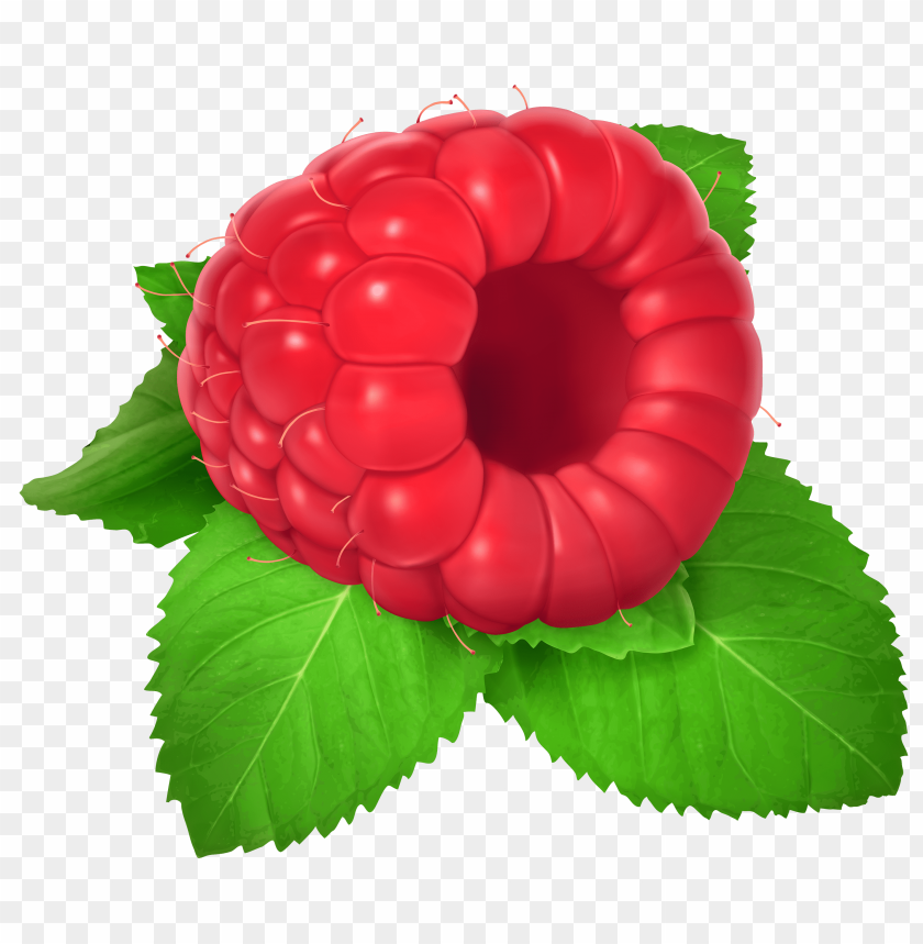 Free download | HD PNG fresh red raspberry png clipart png photo ...