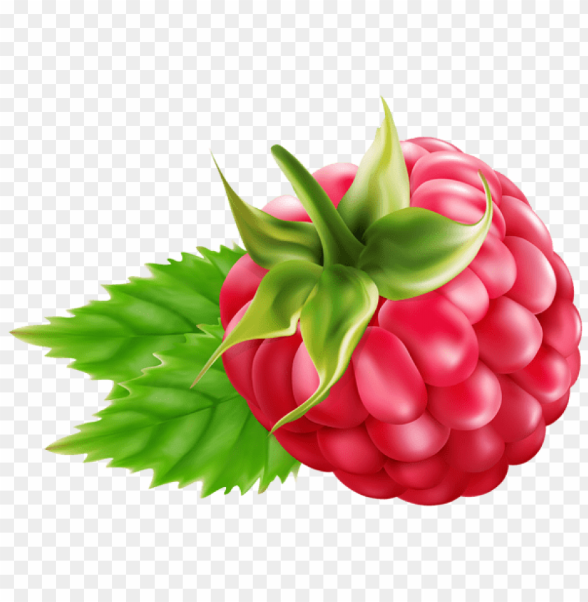 Free download | HD PNG raspberry png - Free PNG Images ID 51449 | TOPpng
