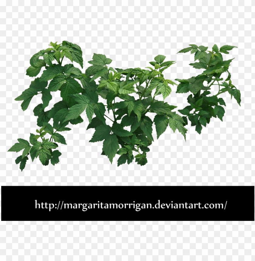 Free download | HD PNG raspberry bush by margaritamorrigan by margarita ...