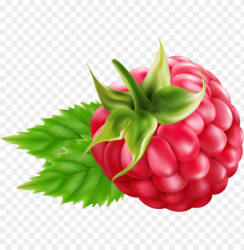 Free download | HD PNG raspberry clipart PNG transparent with Clear ...