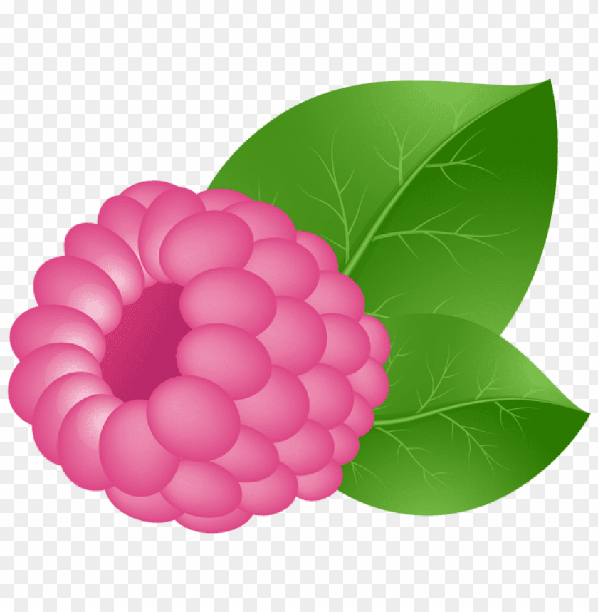 Free download | HD PNG raspberry transparent png - Free PNG Images ID ...