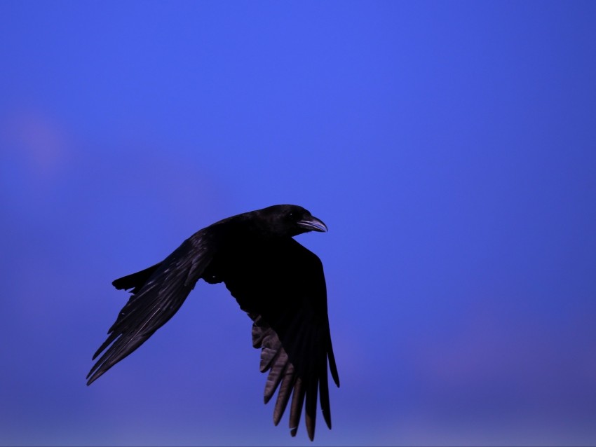 Free download | HD PNG raven bird black fly sky 4k wallpaper | TOPpng