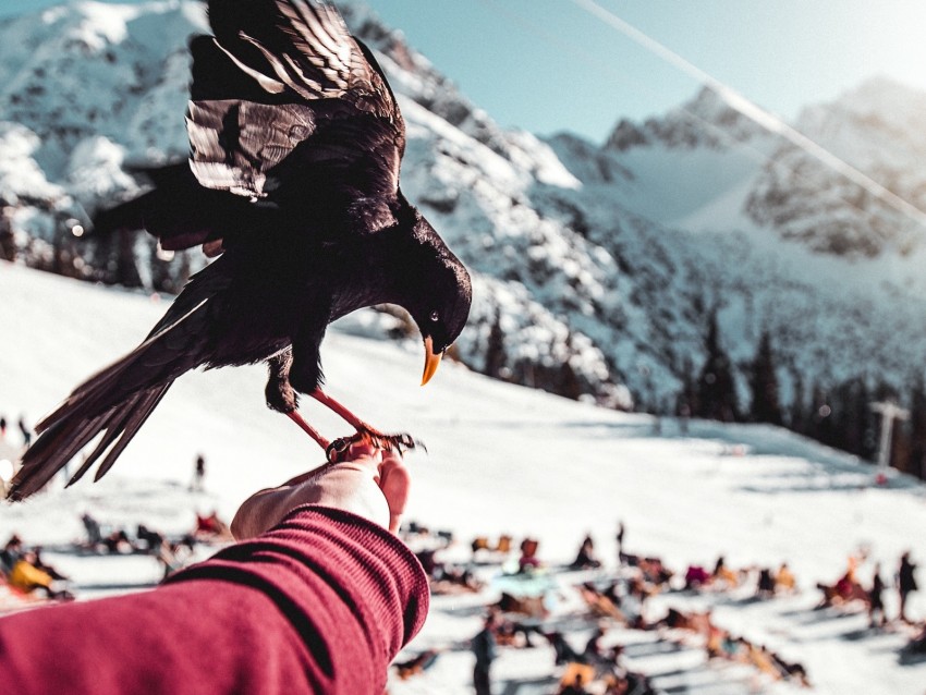 Free download | HD PNG raven hand bird blur mountains 4k wallpaper | TOPpng