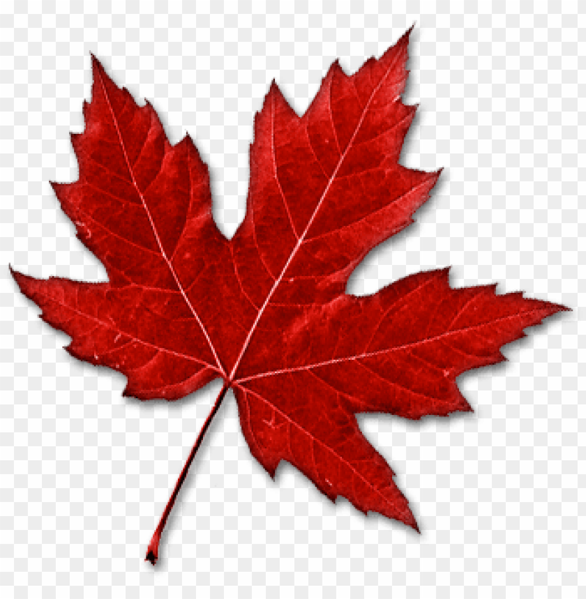 Free download | HD PNG real canadian maple leaf PNG transparent with ...
