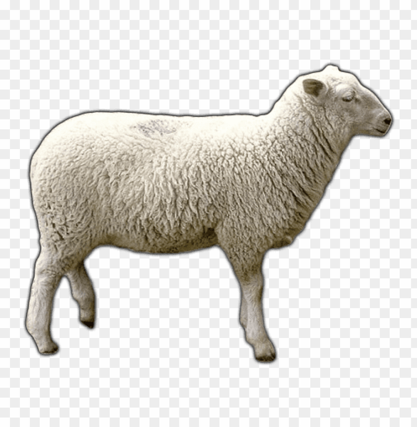 Free download | HD PNG real sheep png PNG transparent with Clear ...