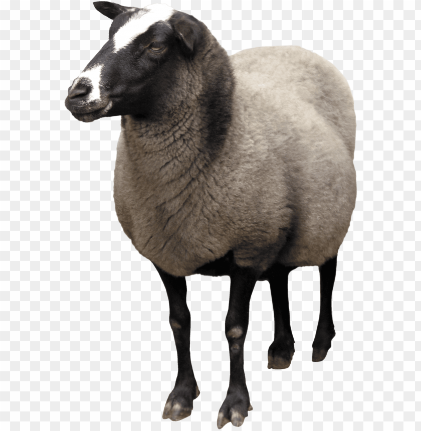 Free download | HD PNG real sheep png PNG transparent with Clear ...