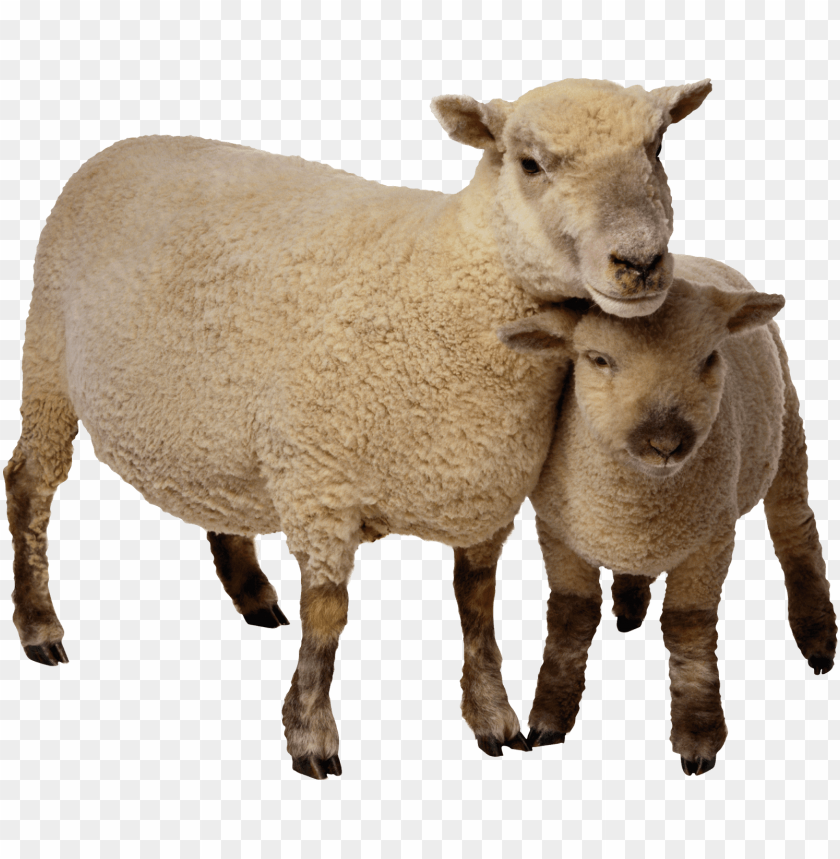 Free download | HD PNG real sheep png PNG transparent with Clear ...
