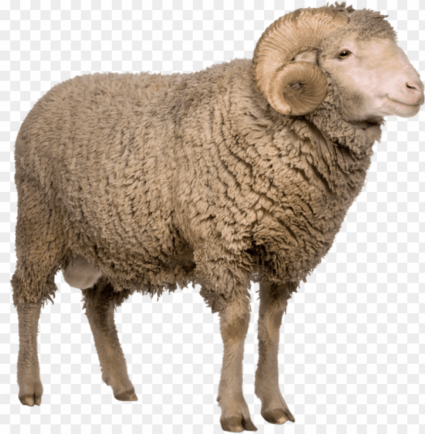 Free download | HD PNG real sheep png PNG transparent with Clear ...