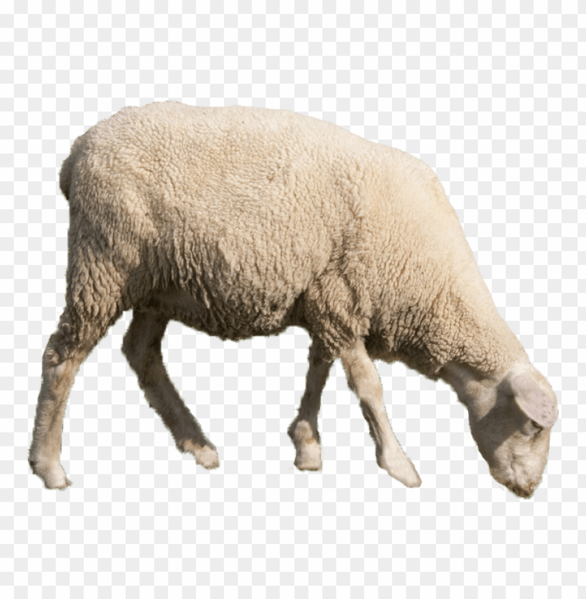 Free download | HD PNG real sheep png PNG transparent with Clear ...