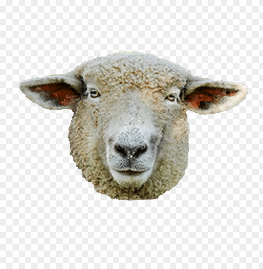 Free download | HD PNG real sheep png PNG transparent with Clear ...