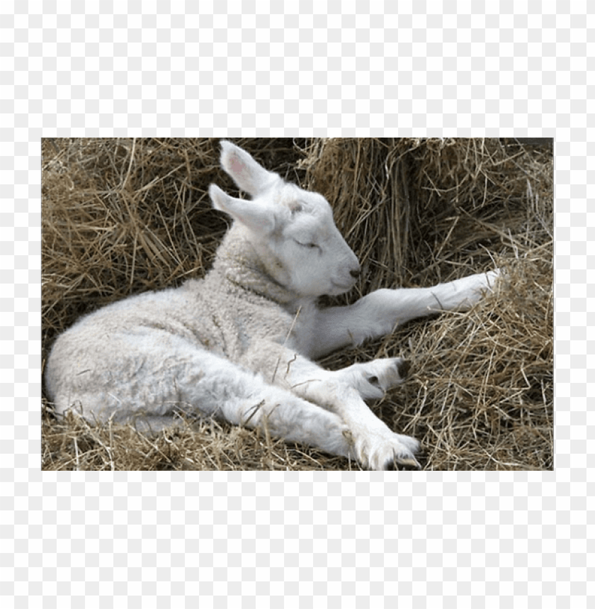 Free download | HD PNG real sheep png PNG transparent with Clear ...