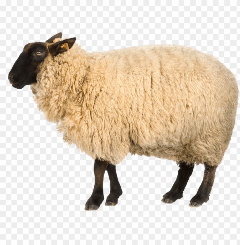 Free download | HD PNG real sheep png PNG transparent with Clear ...