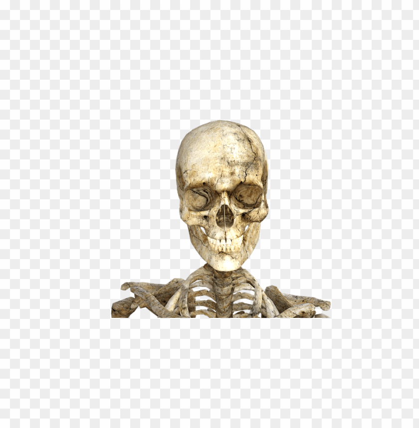 Free download | HD PNG real skeleton halloween PNG transparent with ...