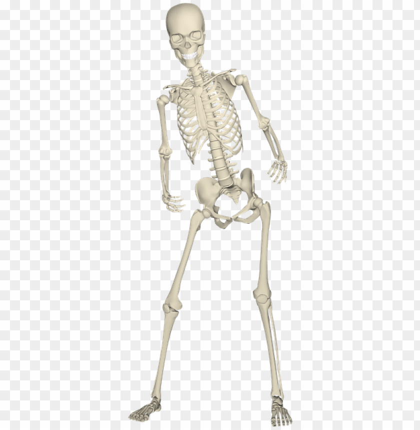 Free download | HD PNG realistic skeleton hips and legs png image ...