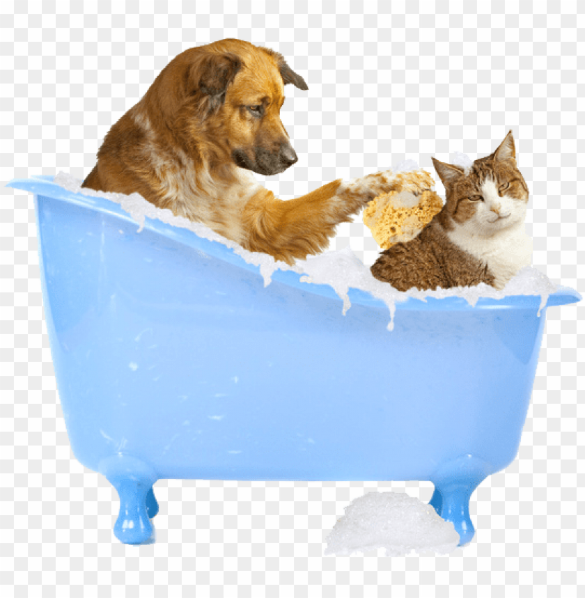 Free download | HD PNG reat image of dog bathing a cat dog and cat bath ...