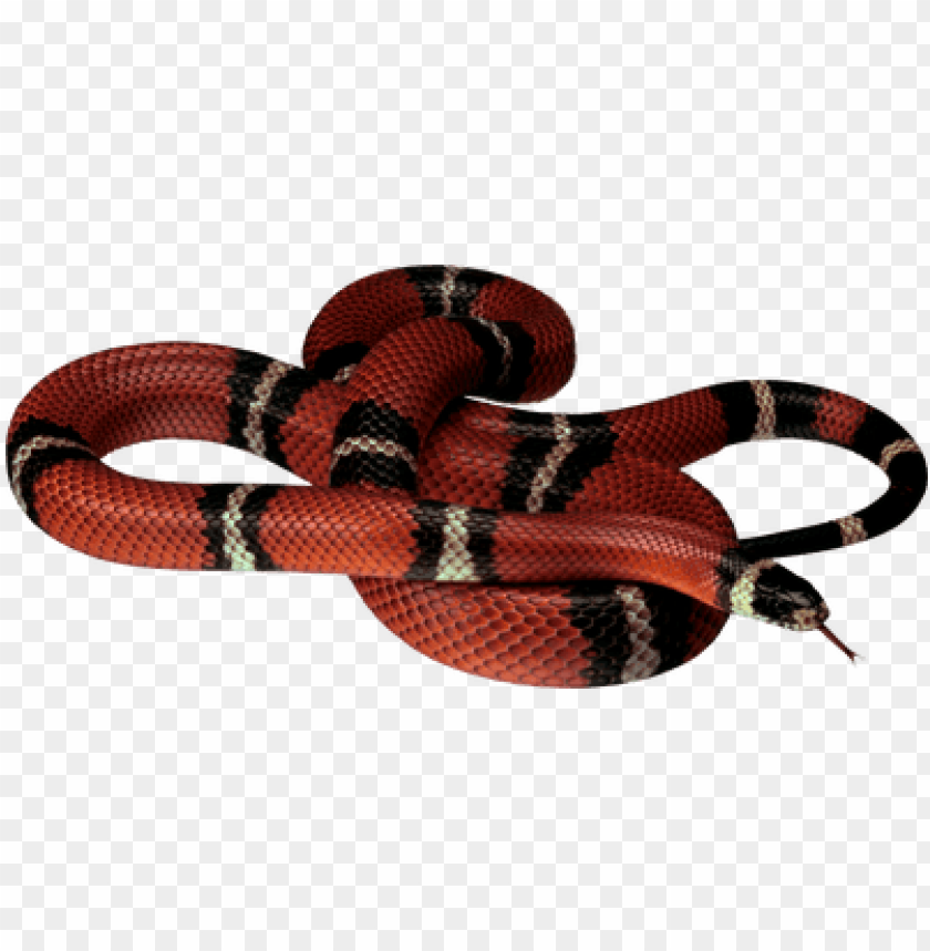 Free download | HD PNG red black snake coral snake clear background PNG ...