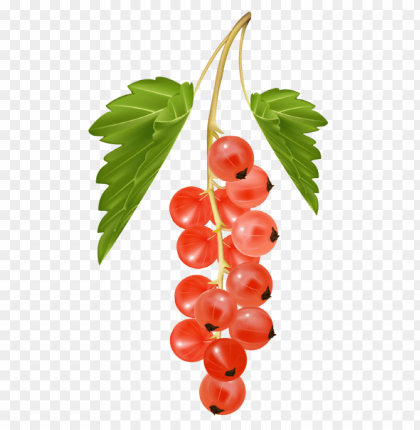 Free download | HD PNG ripe red currants hanging from vine | TOPpng