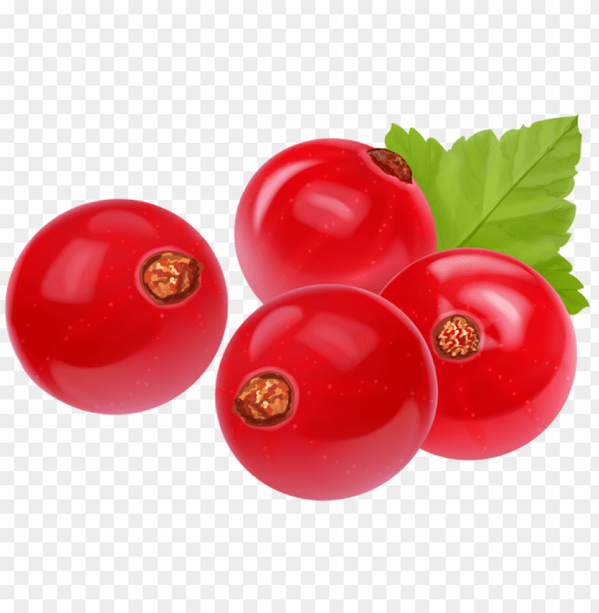 Free download | HD PNG red currants with glossy surface png | TOPpng