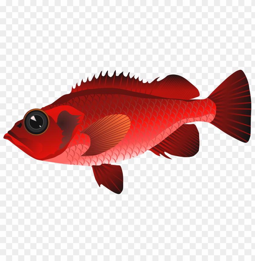 Free download | HD PNG bright red fish illustration clipart png photo ...