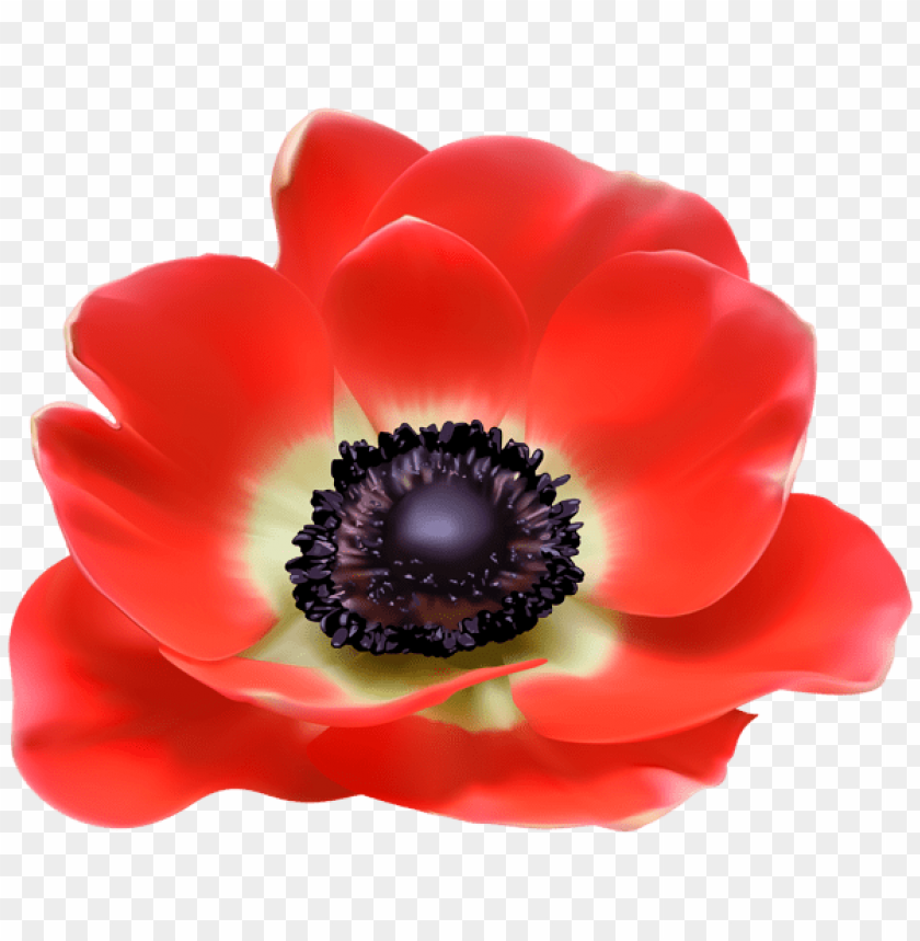 Free download | HD PNG PNG image of red flower with a clear background ...