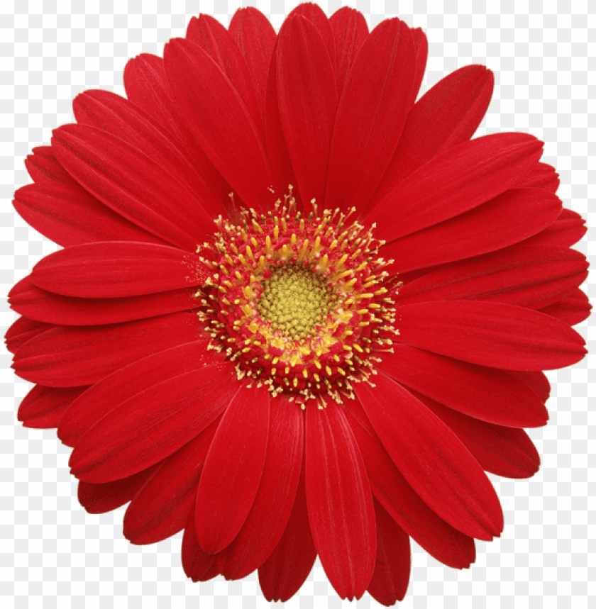 Free download | HD PNG PNG image of red gerber daisy with a clear ...