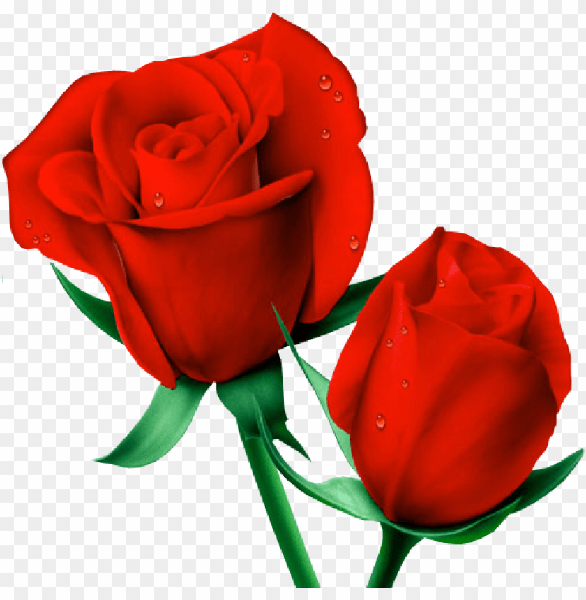 Free download | HD PNG PNG image of red large painted roses with a ...