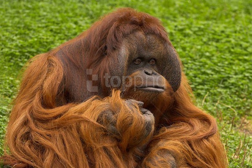 Free download | HD PNG red monkey wallpaper background best stock ...
