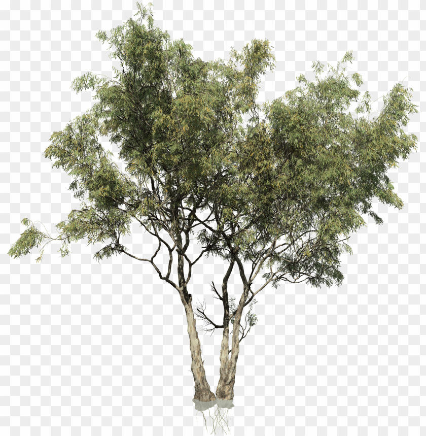 Free download | HD PNG red multi stem tree PNG transparent with Clear ...