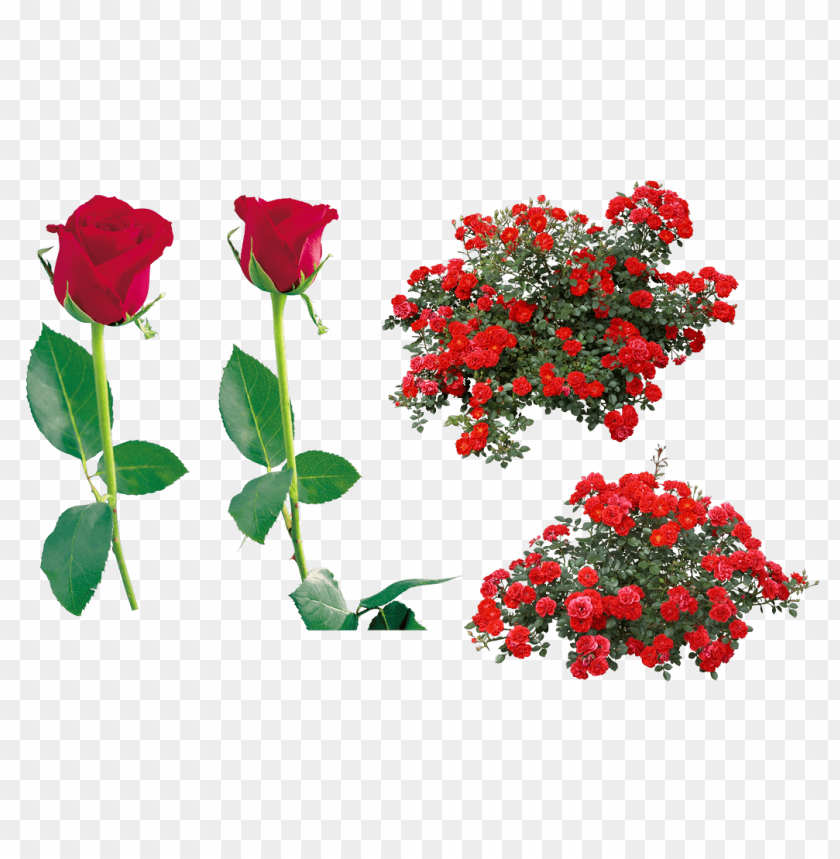Free download | HD PNG PNG image of red rose with a clear background ...