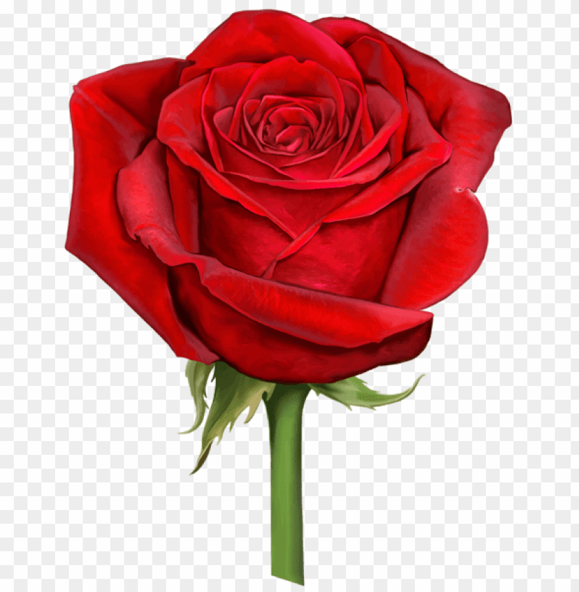Free download | HD PNG PNG image of red rose with a clear background ...