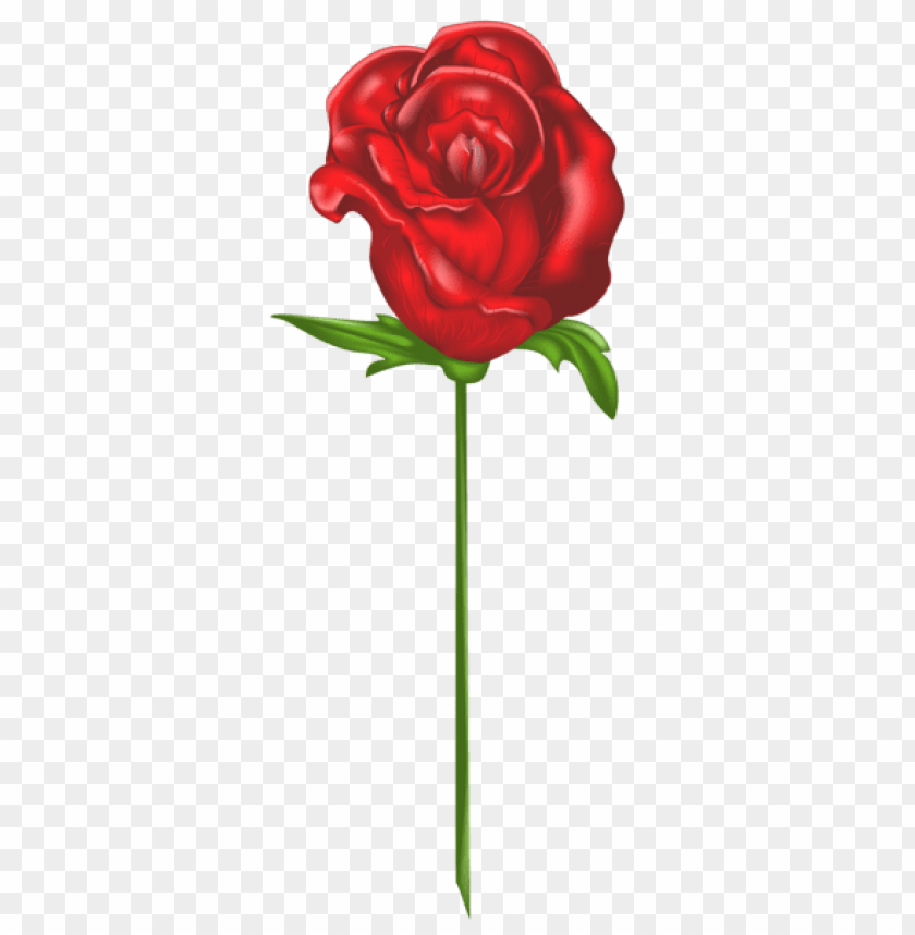 Free download | HD PNG PNG image of red rose with a clear background ...