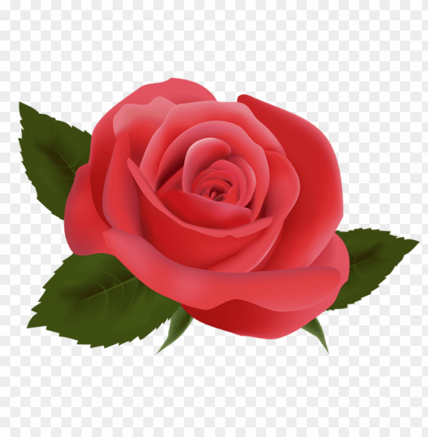 Free download | HD PNG PNG image of red rose with a clear background ...