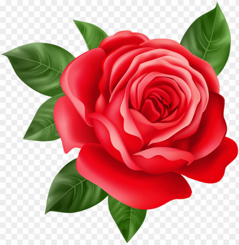 Free download | HD PNG PNG image of red rose with a clear background ...