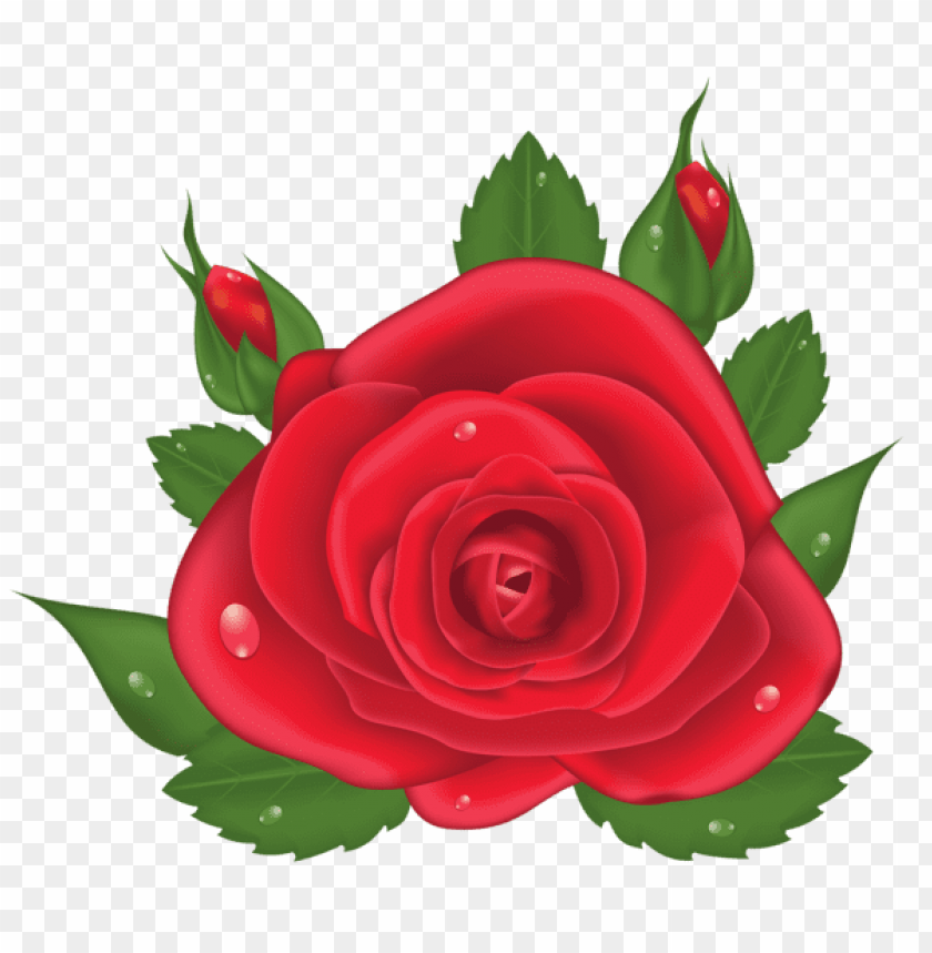 Free download | HD PNG PNG image of red rose with a clear background ...