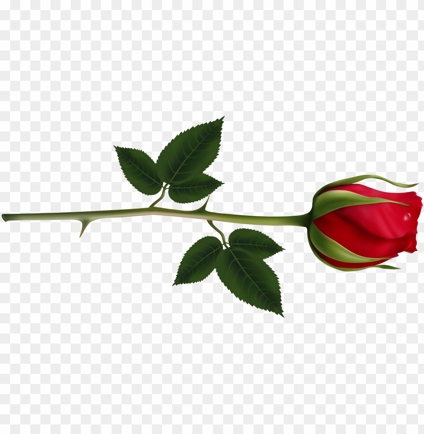 Red Rose And Bud cutout PNG & clipart images | TOPpng