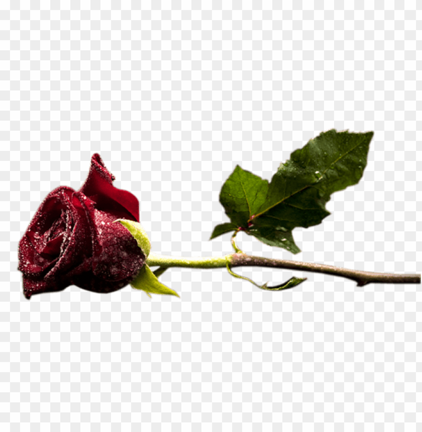 Free download | HD PNG PNG image of red rose bud with dew with a clear ...