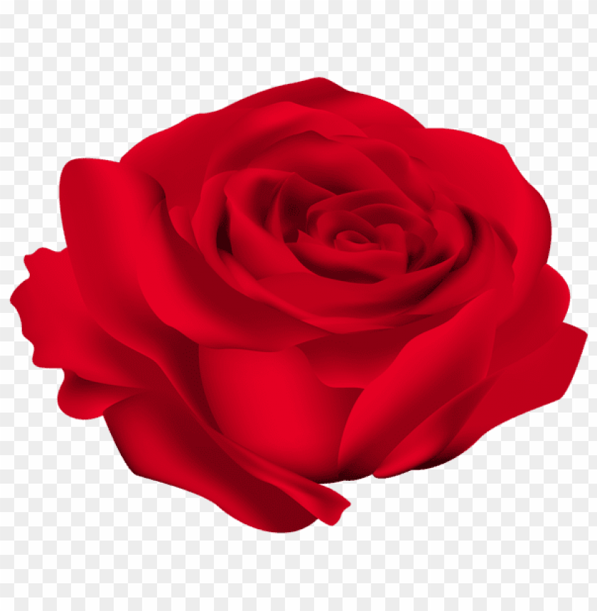 Free download | HD PNG PNG image of red rose flower with a clear ...