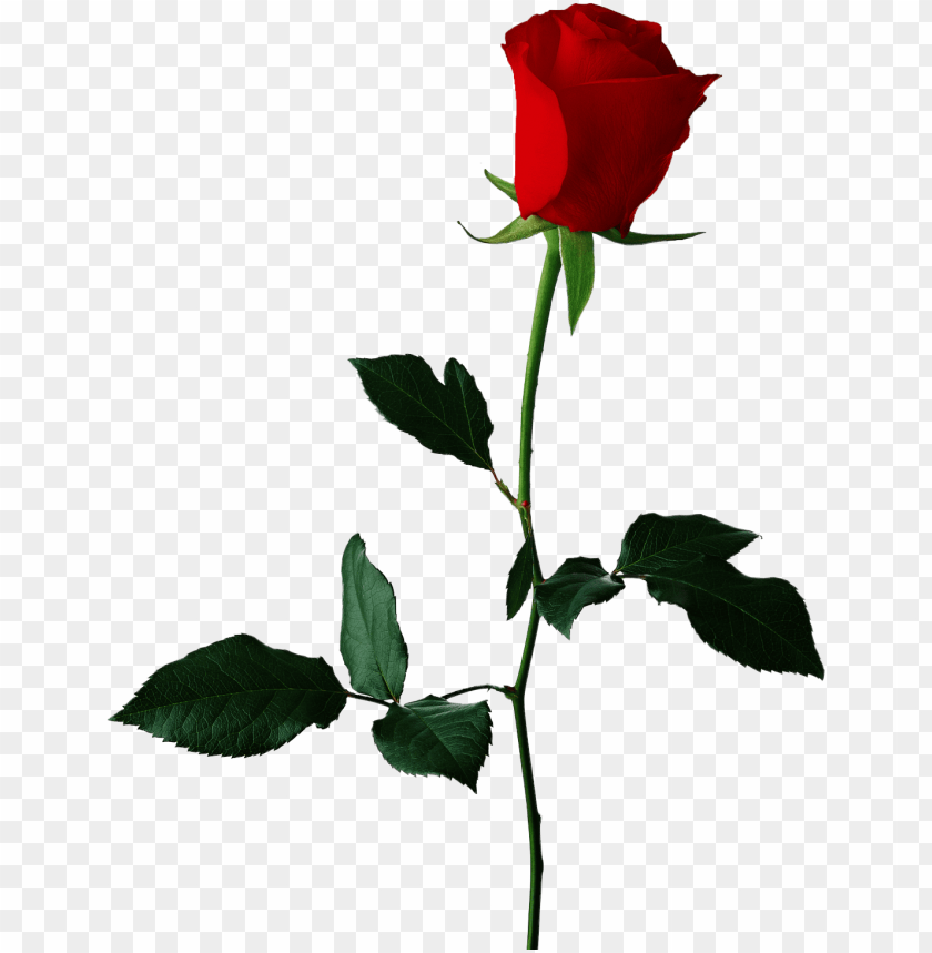 Free download | HD PNG red rose no background PNG transparent with ...