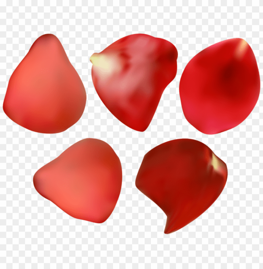 Free download | HD PNG PNG image of red rose petal with a clear ...
