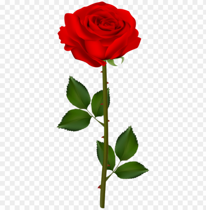 Free download | HD PNG PNG image of red rose transparent with a clear ...