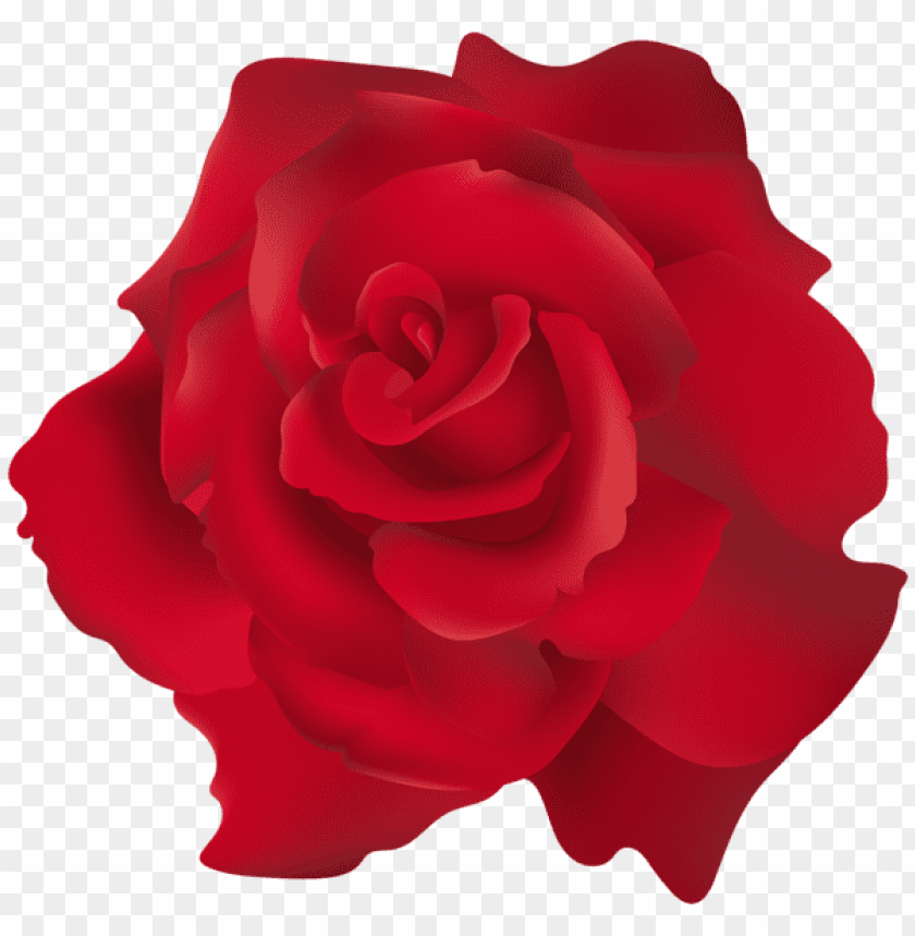 Free download | HD PNG PNG image of red rose transparent with a clear ...